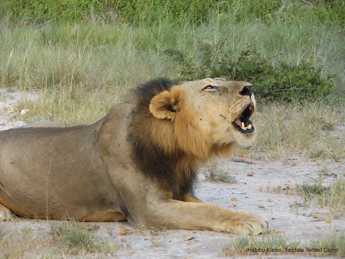 Roaring | Lion Landscapes