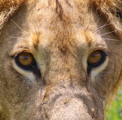 Eyes & Vision | Lion Landscapes