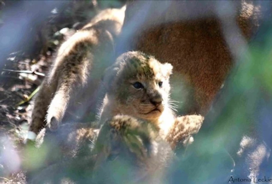 Eyes & Vision | Lion Landscapes