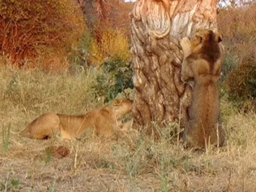 Paws & Claws | Lion Landscapes