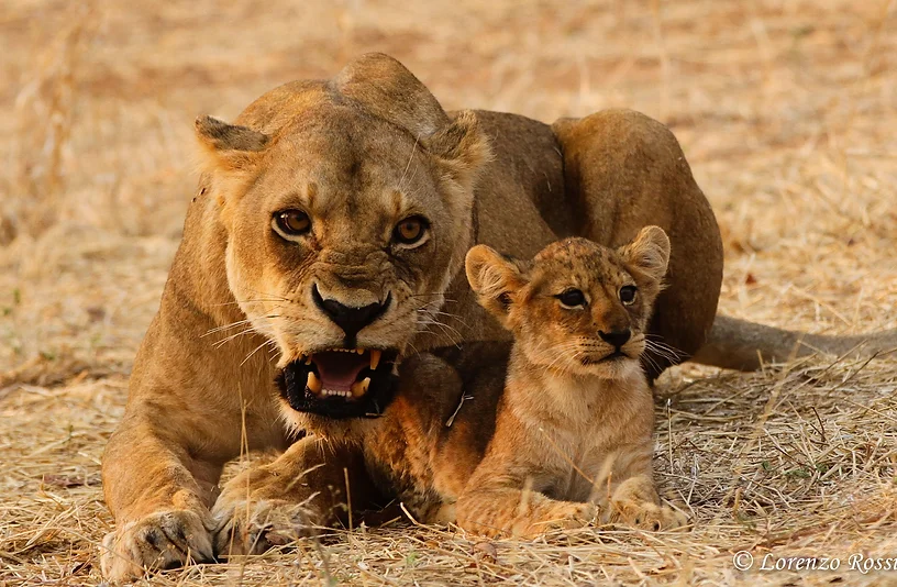 Roaring | Lion Landscapes