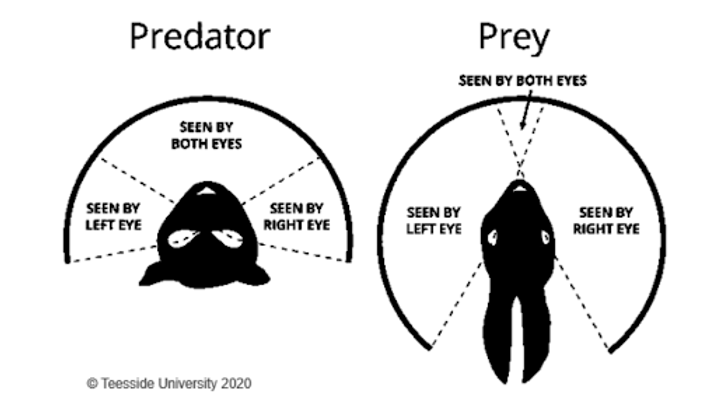 Eyes & Vision | Lion Landscapes