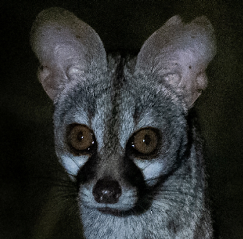 Eyes & Vision | Lion Landscapes