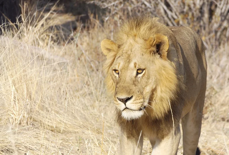 Ageing Lions | Lion Landscapes
