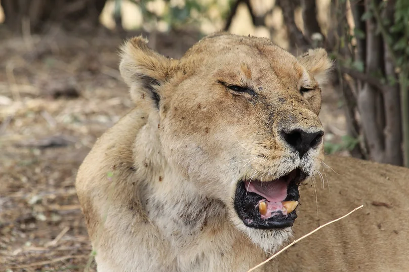 Ageing Lions | Lion Landscapes