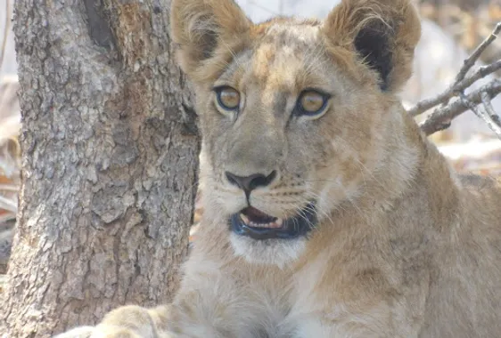 Eyes & Vision | Lion Landscapes