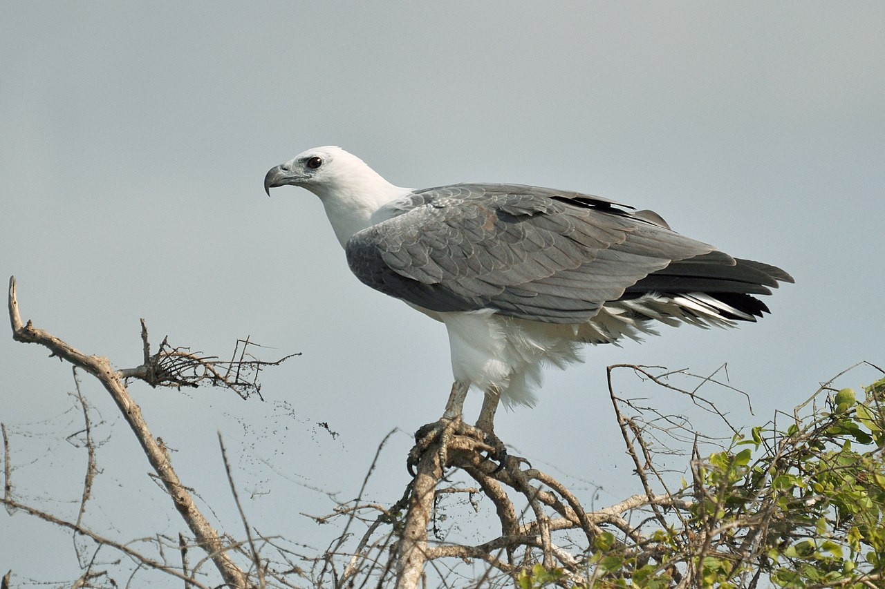 Feathered Fridays: White-bellied Sea Eagle | Airport Biologist