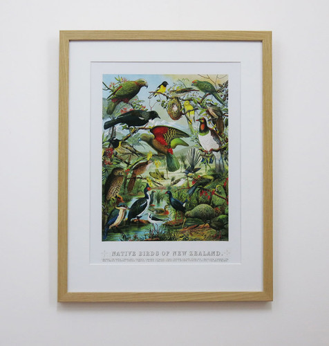 Birds of New Zealand | Nelson City Framers