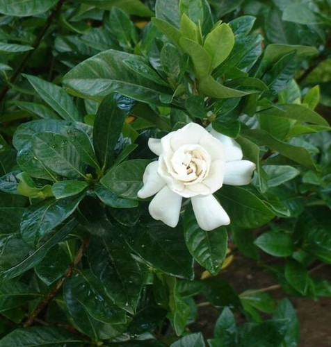 300mm Gardenia augusta ‘Florida’ | Watagan Nursery