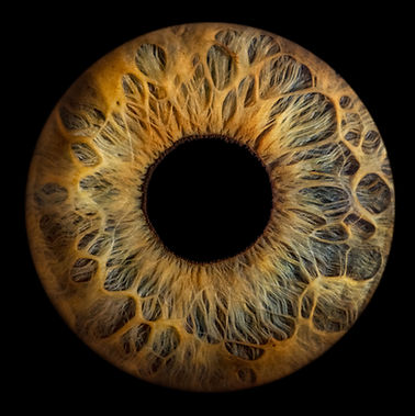 IRIS Photography | EDB Photography LAB