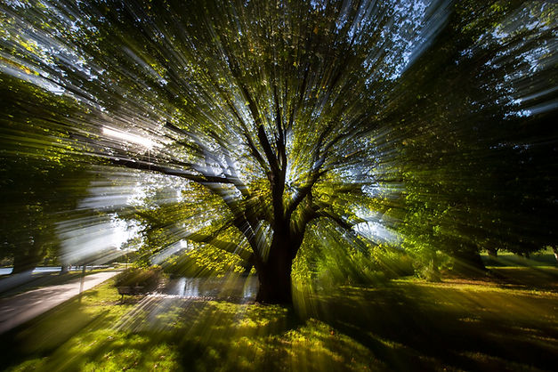 Komorebi | EDB Photography LAB