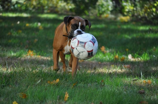 ABOUT | sinnott-boxers