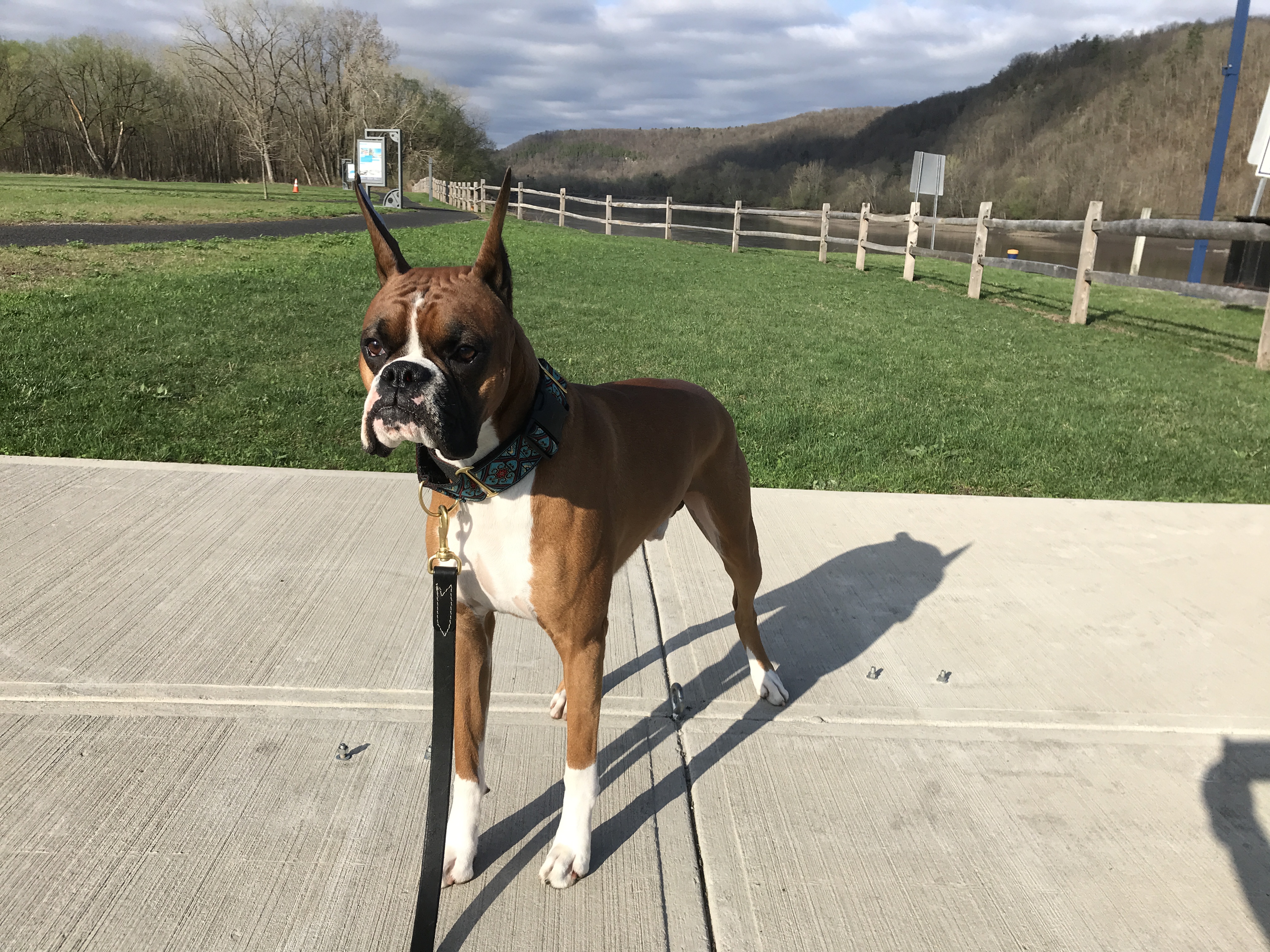 ABOUT | sinnott-boxers