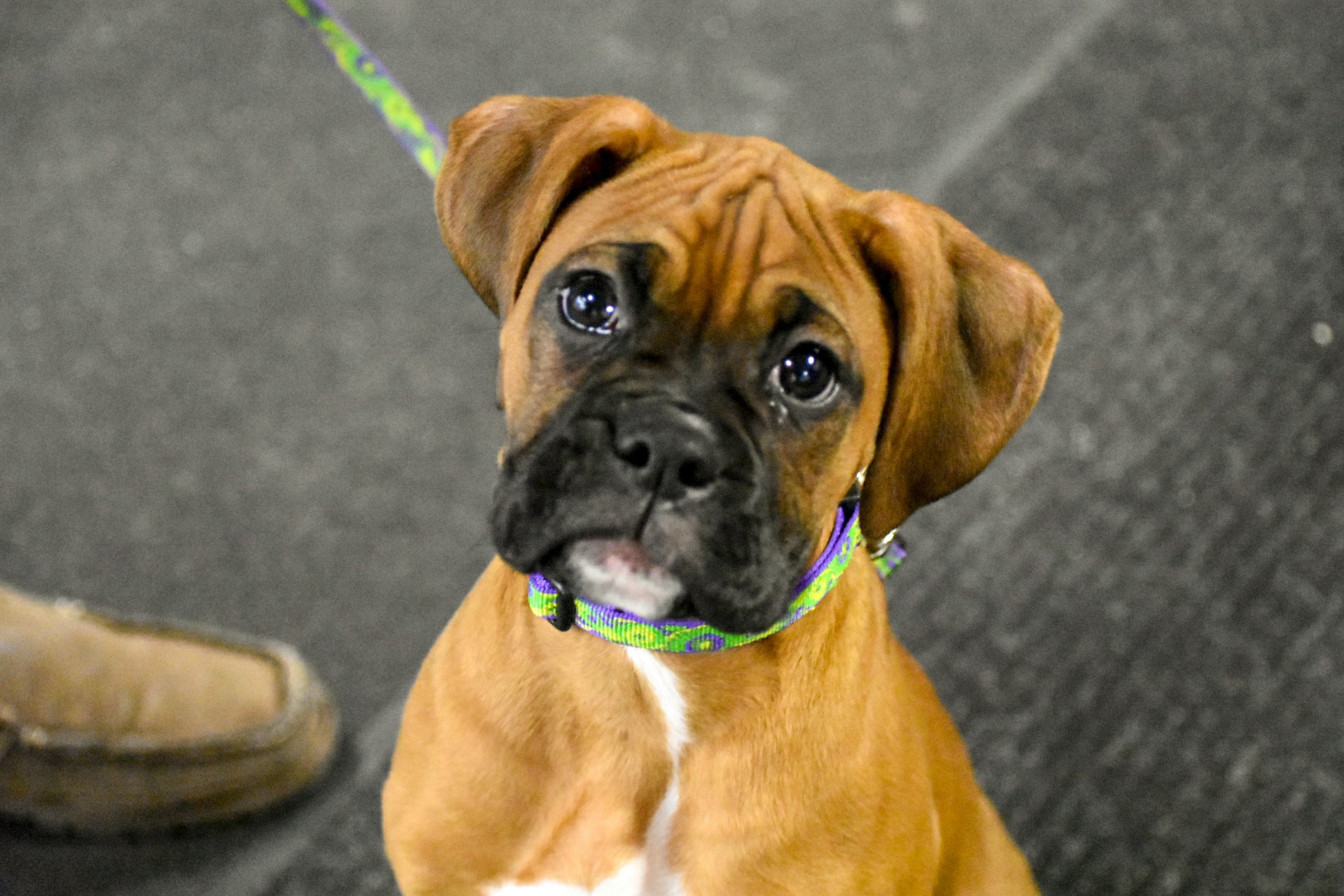 ABOUT | sinnott-boxers