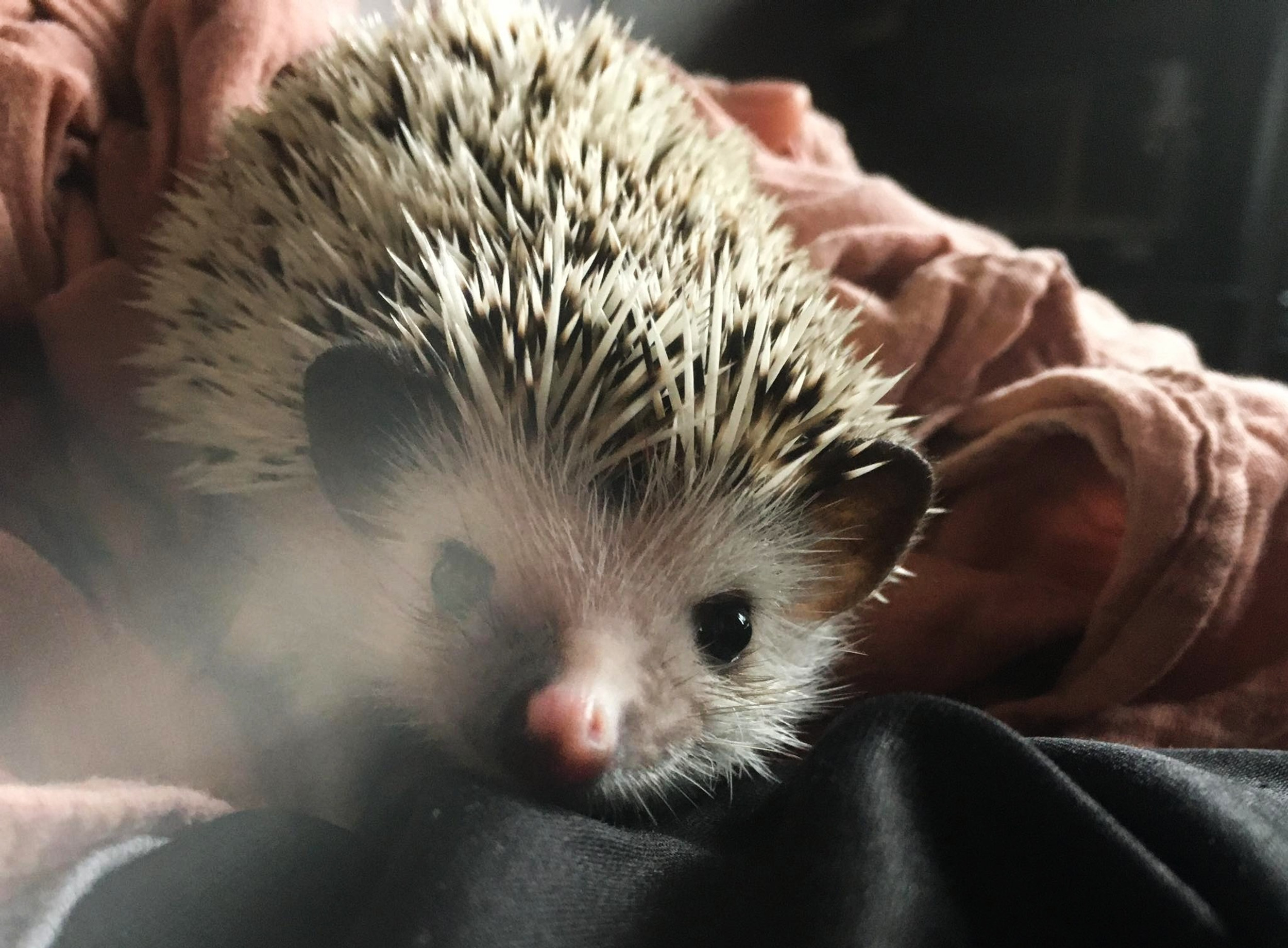 Home | Quillman Hedgehogs