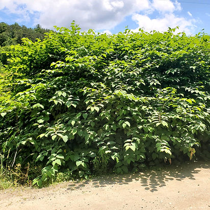 Restored Sites | Restoraflora