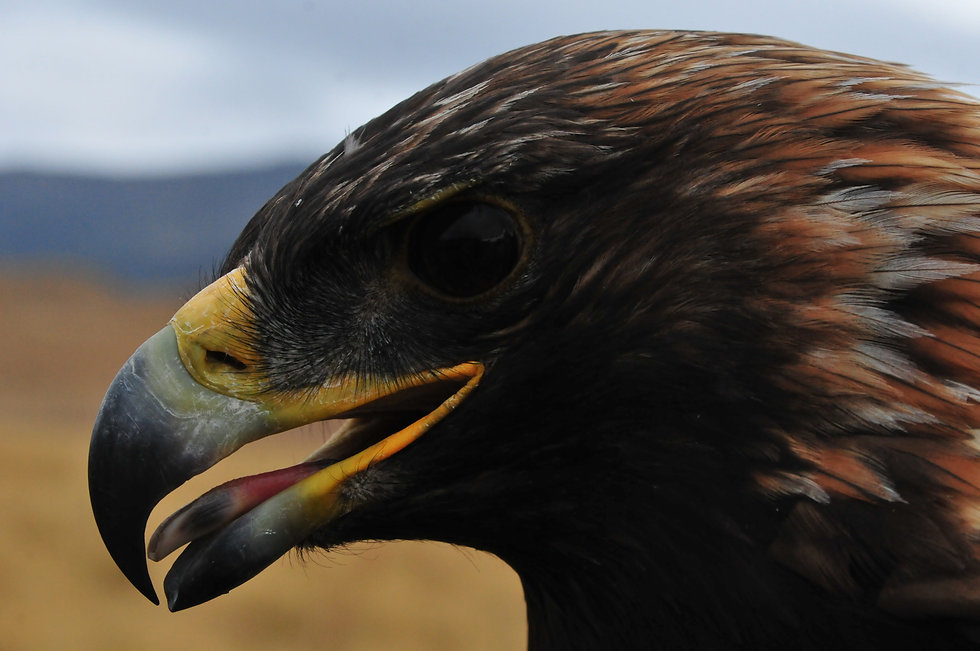 HOME | wildliferesearchinst