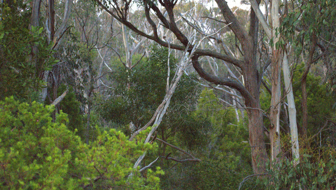 Home | Gordon Wildlife Alli