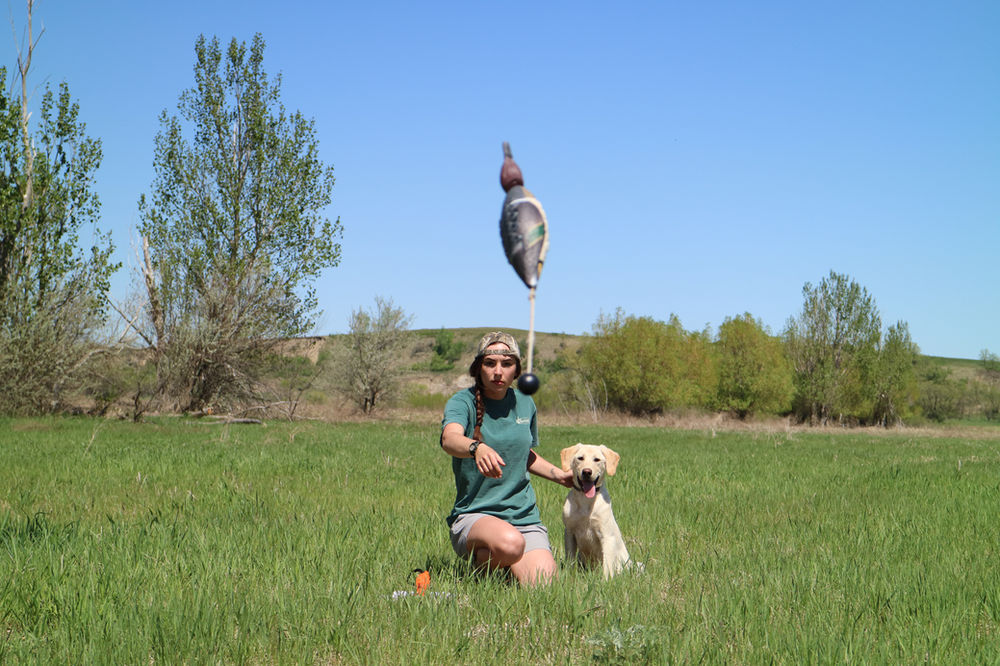 Training A Waterfowl Dog training-a-waterfowl-dog