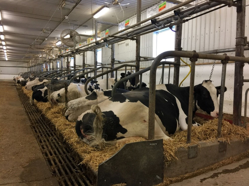 How can we improve the comfort of a cow’s bed?