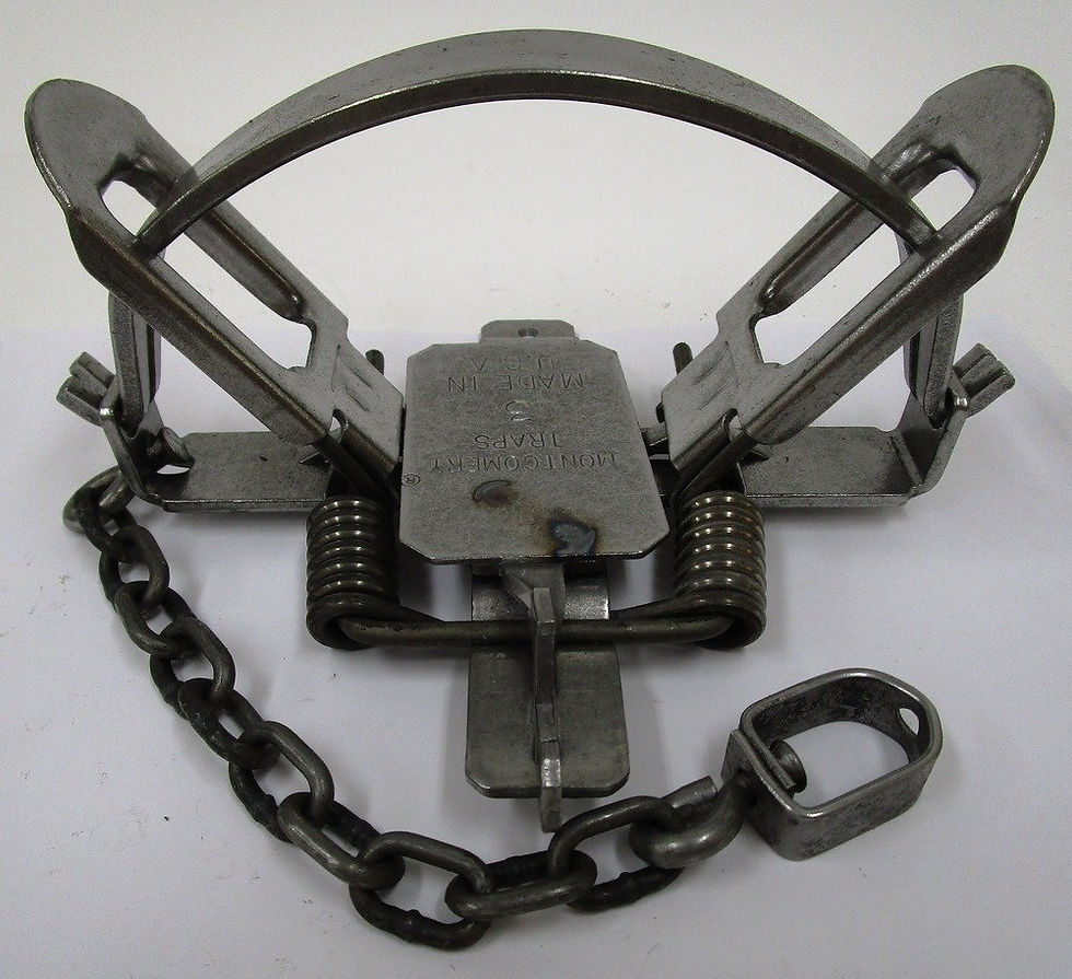 Montgomery Dogless Traps | Cumberland Trappers