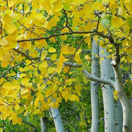 Quaking Aspen (Clump) from Story Landscaping