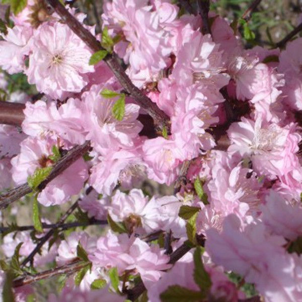 Double-Flowering Plum from Story Landscaping