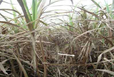 MOSCA PINTA DE LA CAÑA DE AZÚCAR (Aeneolamia contigua Walker).