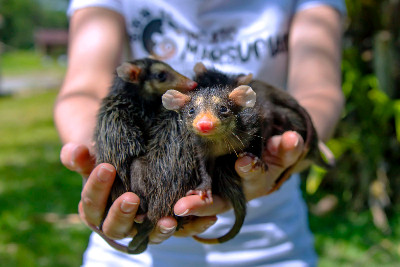 From Prejudice to Conservation: Big-Eared Opossums in Brazil