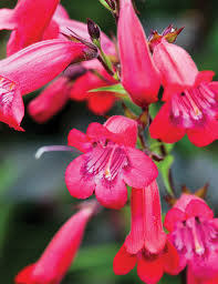 Penstemon 'Firebird' | Stubby Shrubs
