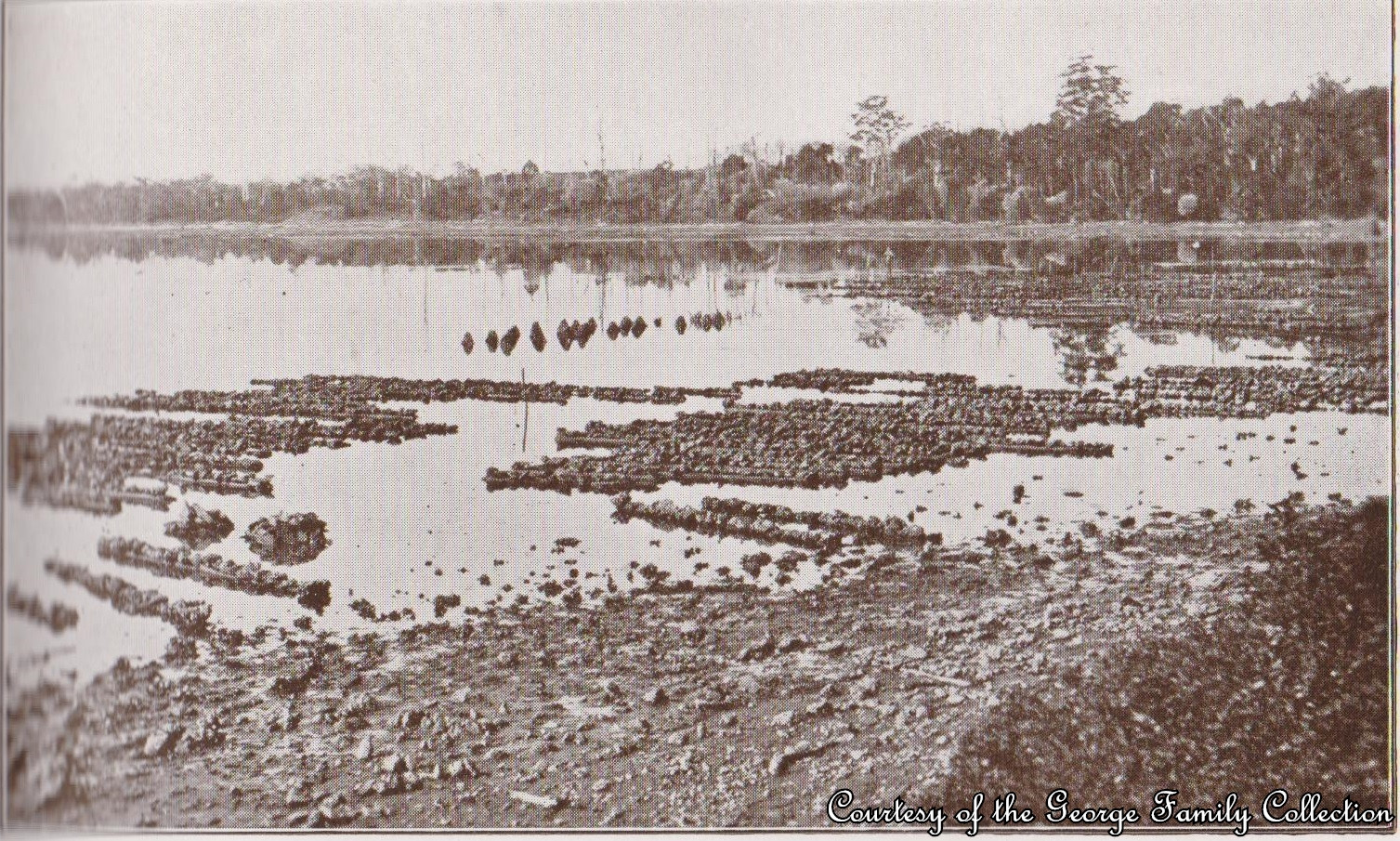 Pambula Lake & River oyster farming far south coast