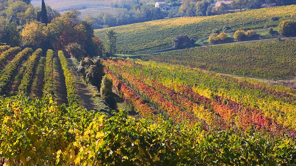 3 Must-Visit Cities in Italy for Wine | Trey Tracy Travel | Travel Advisor