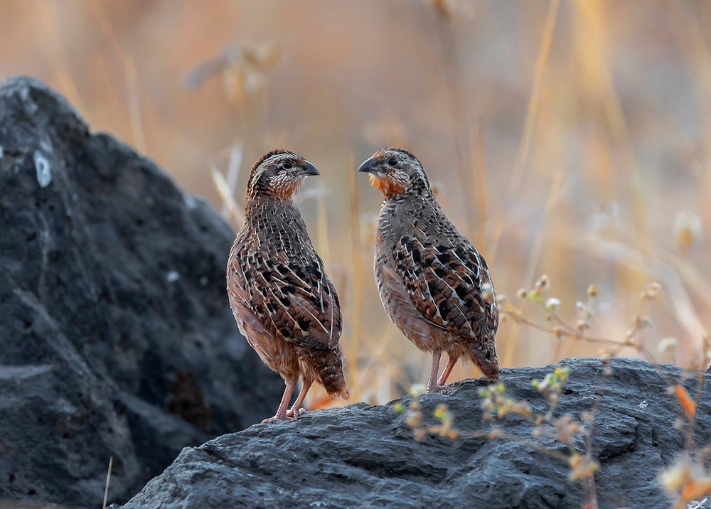 Declining Quail Populations