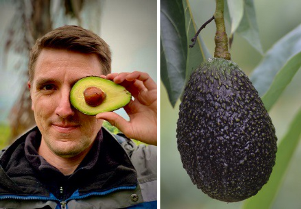 What exactly does an avo taste like? South African grower develops an ...