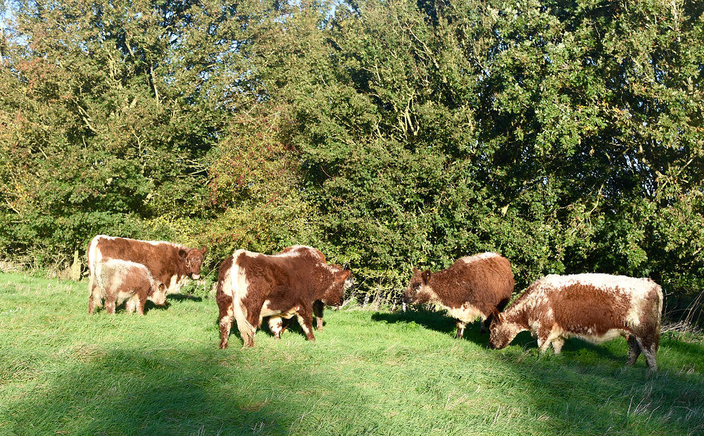 Few things lift your heart more than new Riggit foundation females for ...