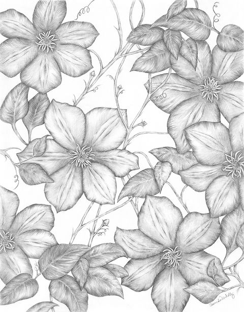 flower vine coloring pages