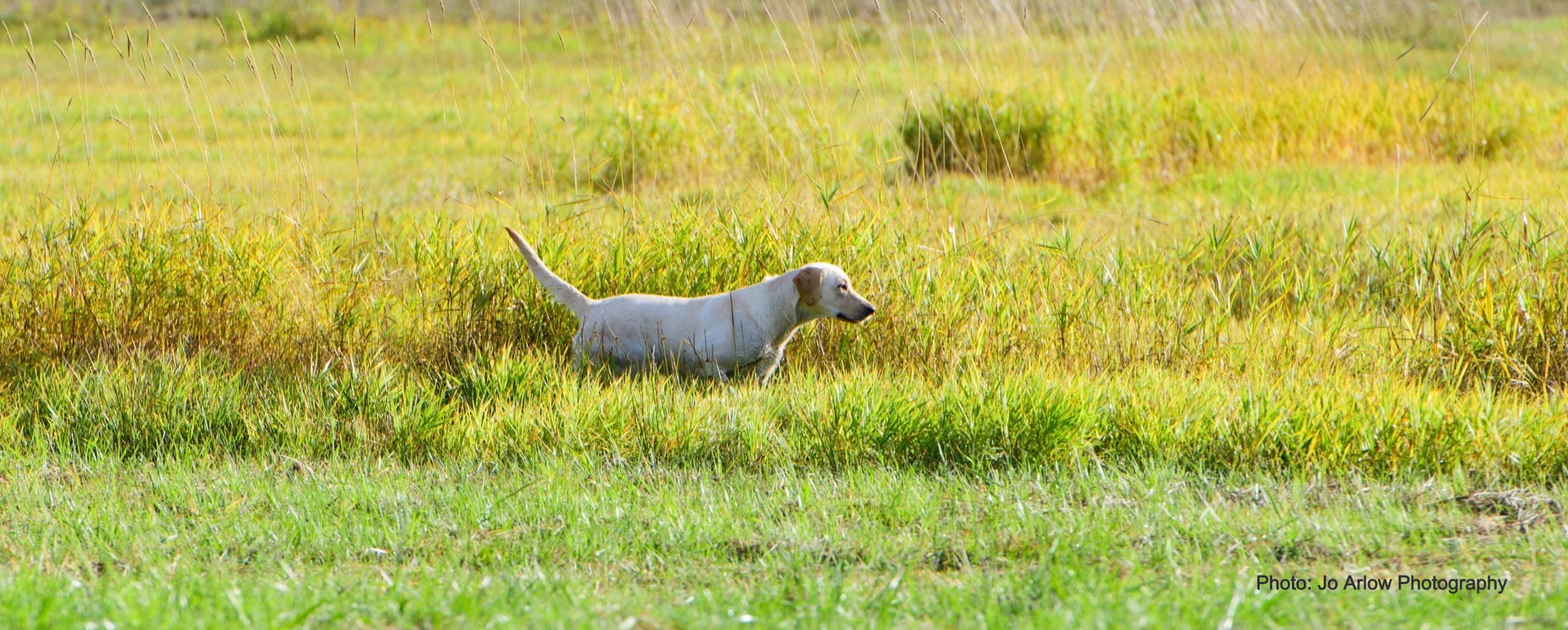 high desert labs | pointing labrador puppies | eastern washington