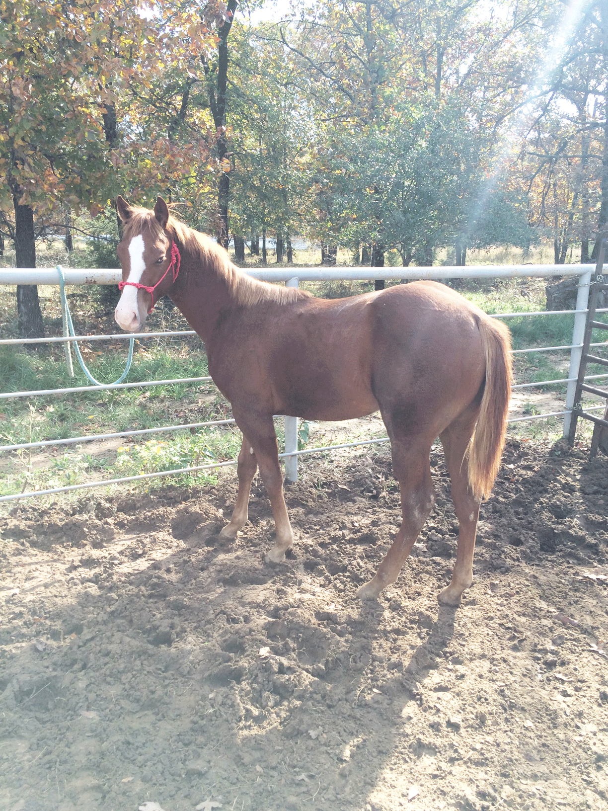 Heza Fancy Buck | R&M Ranch Horses