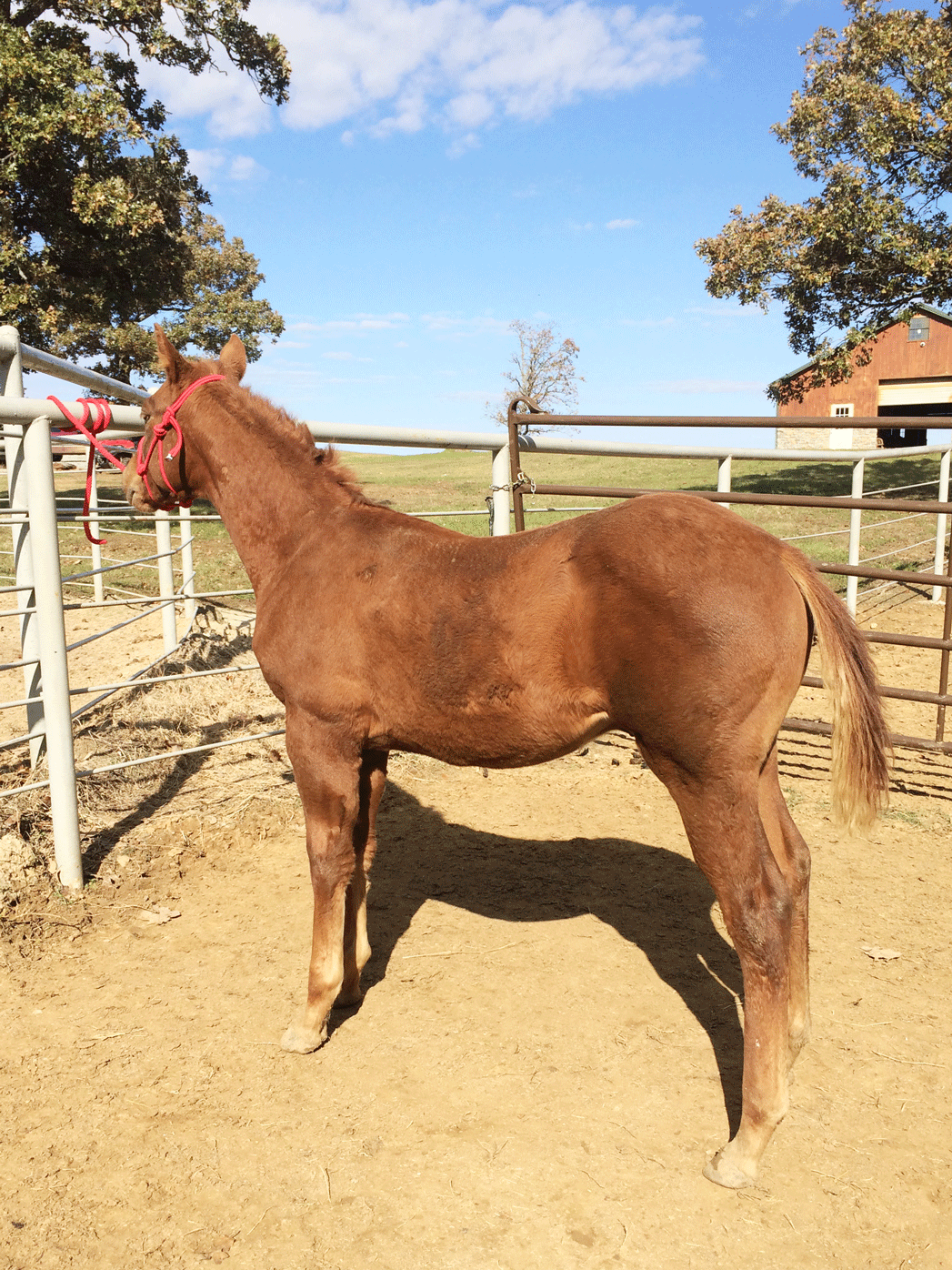 Heza Fancy Buck | R&M Ranch Horses