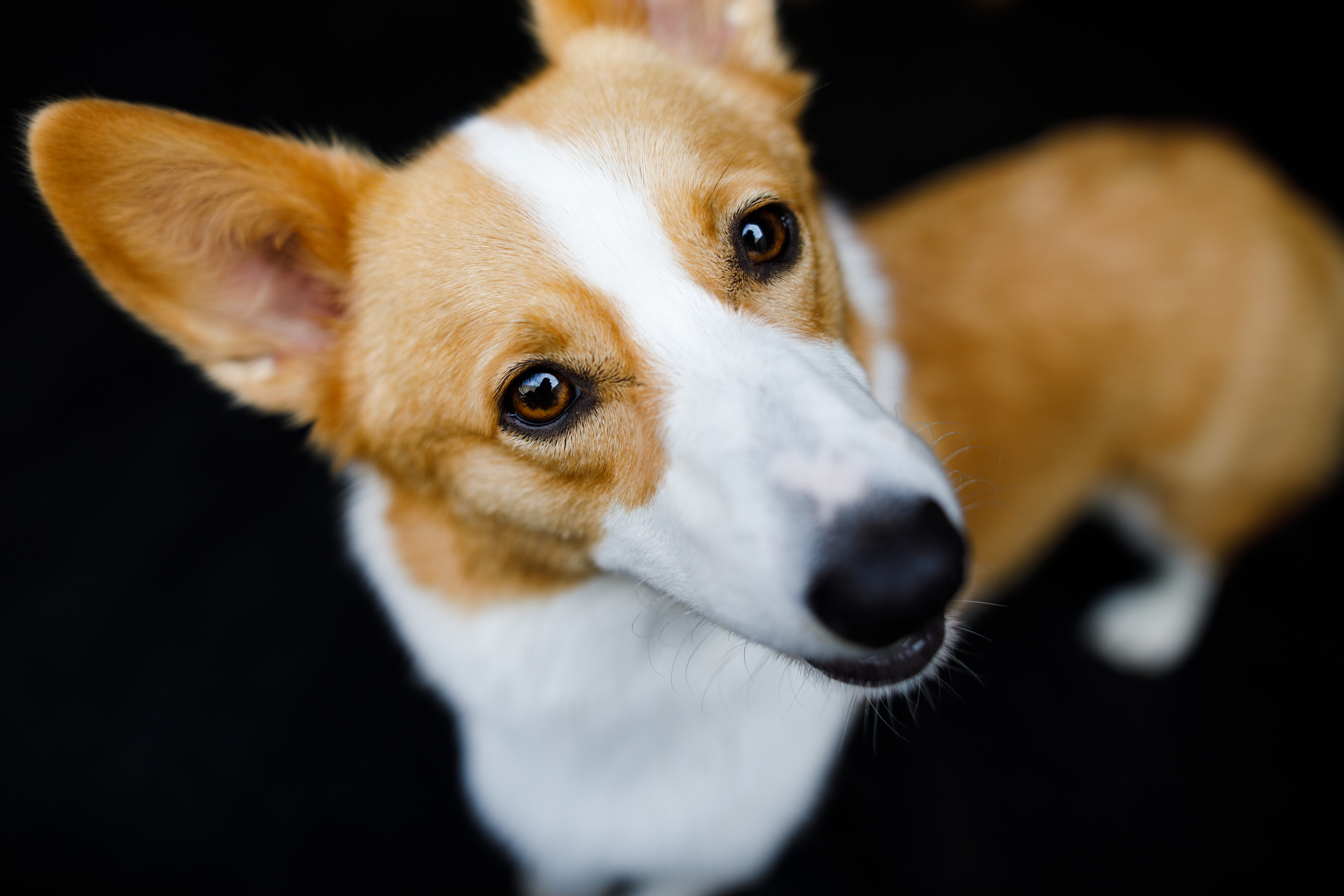 Home | The Dog Spot