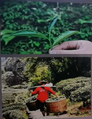 What Is Yancha: A Beginner's Guide to Wuyi Rock Tea