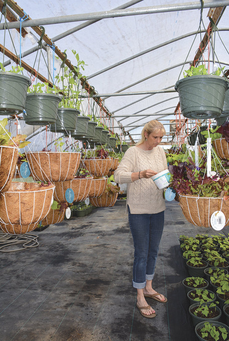 HOME | Austram Home & Garden | Cocomoss | Hanging Baskets