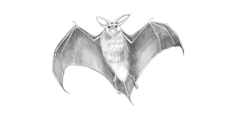 How to draw a bat with a pencil step-by-step drawing tutorial.