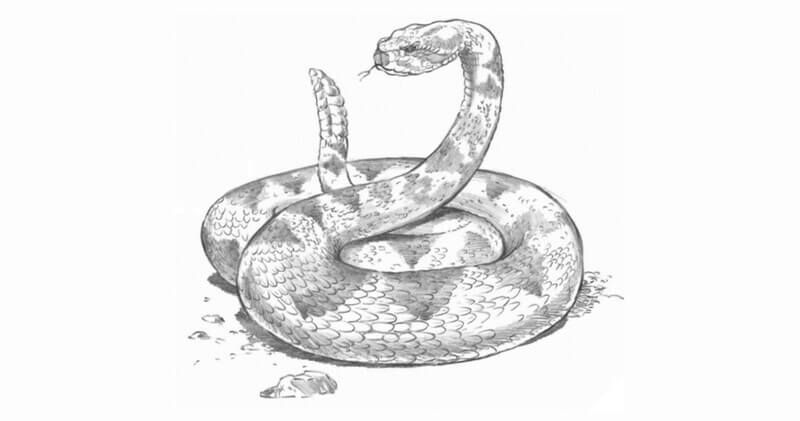 How to draw a rattlesnake. Step-by-step drawing tutorial.