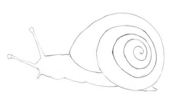 How to draw a snail with a pencil. Step-by-step drawing tutorial.