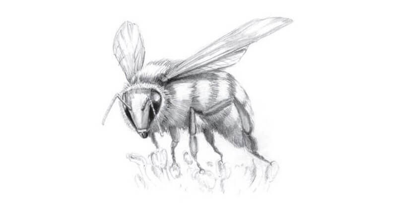 How to draw a bee with a pencil step-by-step tutorial.