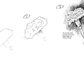 how to draw flowers and trees