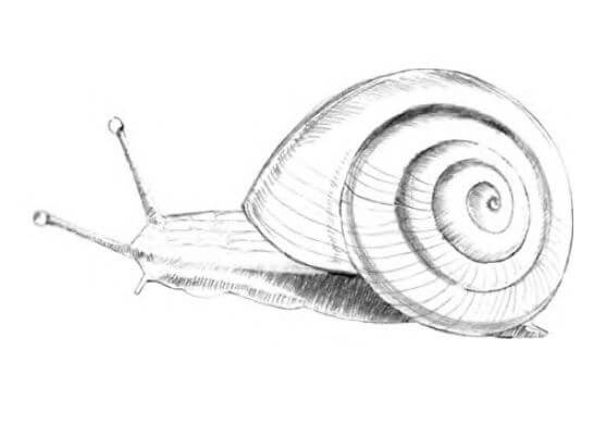 How to draw a snail with a pencil. Step-by-step drawing tutorial.