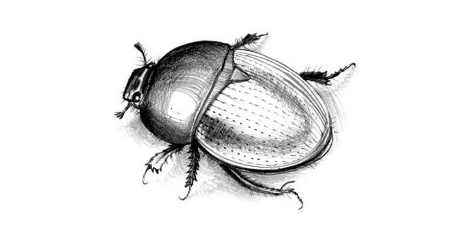 How to draw a Scarab bug with pencil step-by-step drawing tutorial.