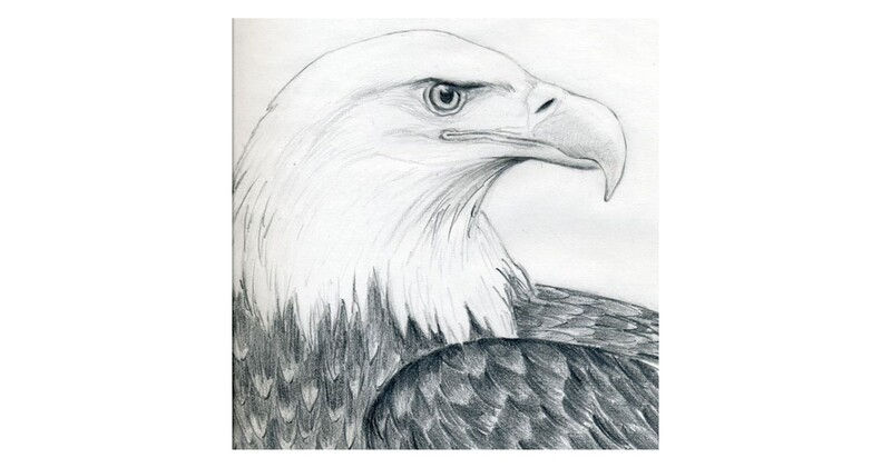 How to draw an eagle head with a pencil step-by-step drawing tutorial